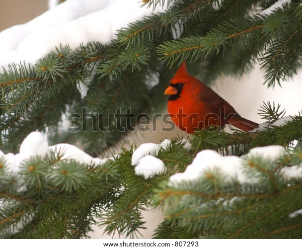 Cardinal Evergreen Stock Photo (Edit Now) 807293