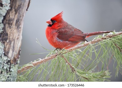 Male Northern Cardinal Stock Photo (Edit Now) 637491754