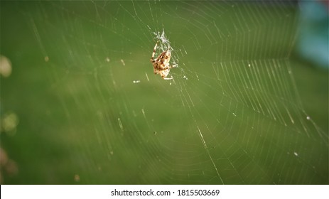 54 Cardinal Spider Images, Stock Photos & Vectors | Shutterstock
