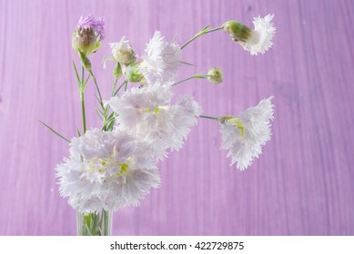 Cardon Cactus Texture Closeup Spine Stock Photo 1567743103 | Shutterstock