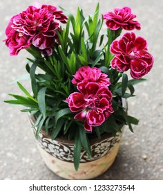 Carnation Pots Stock Photo 1233273544 | Shutterstock