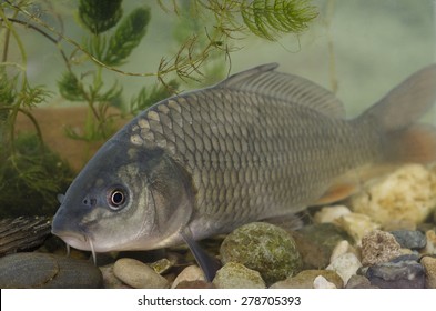 8,067 imágenes de Common carp - Imágenes, fotos y vectores de stock ...