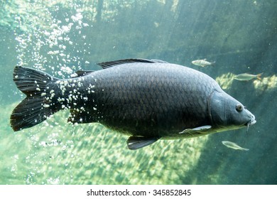 Stock Photo and Image Portfolio by Zdenek Kubik | Shutterstock