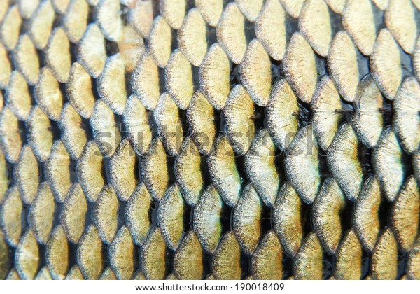 Carp Scales Close Pattern Background Stock Photo 190018409 | Shutterstock
