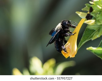 390 European carpenter bee Images, Stock Photos & Vectors | Shutterstock