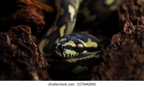 517 Papua python Images, Stock Photos & Vectors | Shutterstock