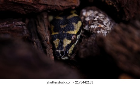 517 Papua python Images, Stock Photos & Vectors | Shutterstock
