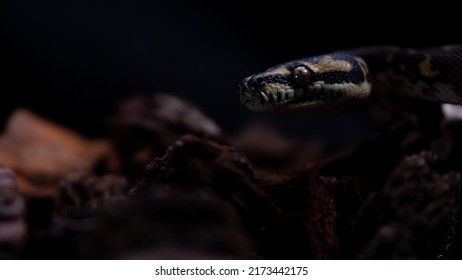 517 Papua python Images, Stock Photos & Vectors | Shutterstock