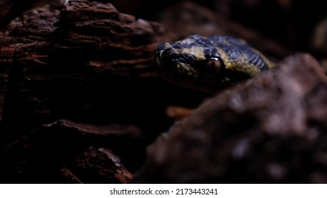 Carpet Python Papua Known Morelia Spilota Stock Photo 2173443241 ...