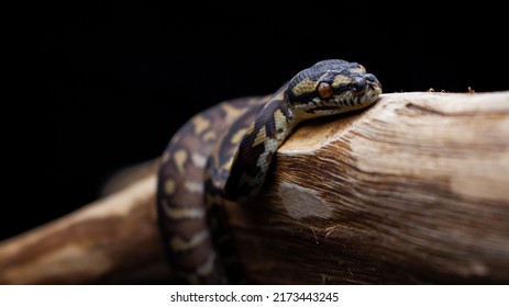 517 Papua python Images, Stock Photos & Vectors | Shutterstock