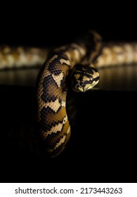 517 Papua python Images, Stock Photos & Vectors | Shutterstock