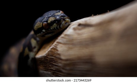 517 Papua python Images, Stock Photos & Vectors | Shutterstock