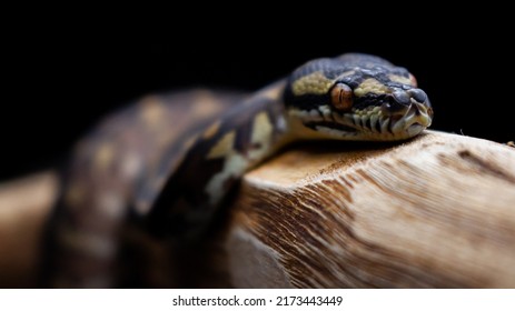 517 Papua python Images, Stock Photos & Vectors | Shutterstock