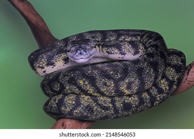 3,258 Python body Images, Stock Photos & Vectors | Shutterstock