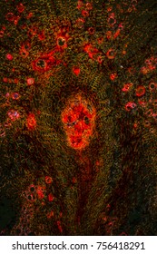 Carrots Under Microscope Stock Photo (Edit Now) 756418291