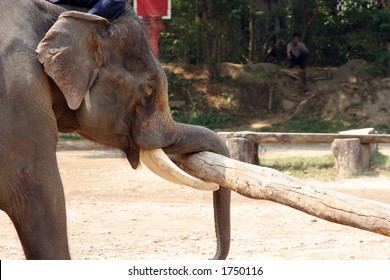 70 Elephant carrying log Images, Stock Photos & Vectors | Shutterstock