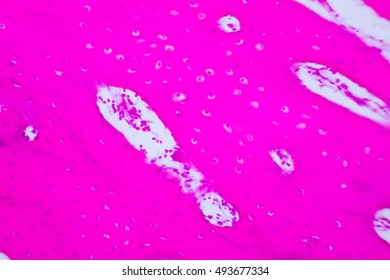 Cartilage Tissue Under Microscope Stock Photo (Edit Now) 493677334