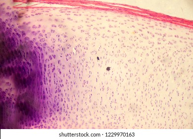 Cartilage Under Microscope Stock Photo 1229970163 | Shutterstock