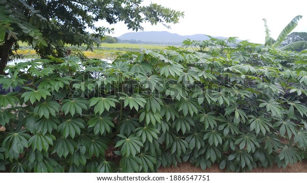 Casava Tree Leaf Vegetable Sri Lanka Stock Photo (Edit Now) 1886547751