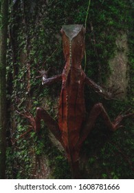 122 Casque headed lizard Images, Stock Photos & Vectors | Shutterstock