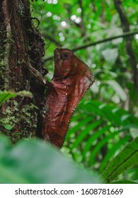 122 Casque headed lizard Images, Stock Photos & Vectors | Shutterstock