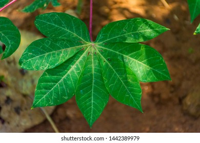 Cassava Tree Tapioca Tree Stock Photo 1442389979 | Shutterstock