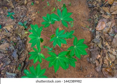 Cassava Tree Tapioca Tree Stock Photo 1442389982 | Shutterstock