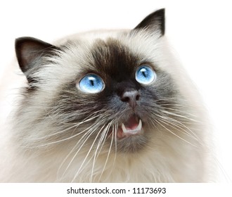 1,308 Cat miaow Images, Stock Photos & Vectors | Shutterstock