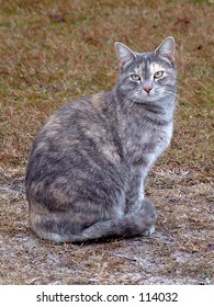 Cat Stock Photo 114032 | Shutterstock