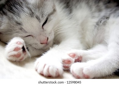 Cat Stock Photo 12598045 | Shutterstock