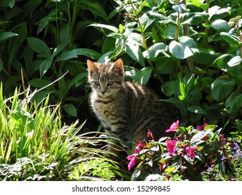 28,067 Cat in bush Images, Stock Photos & Vectors | Shutterstock