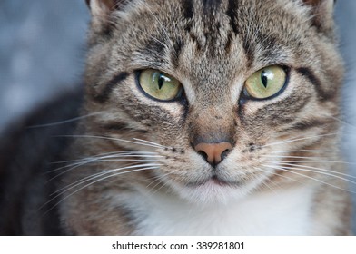 Portrait Yawning Cat Sharp Teeth Stock Photo (Edit Now) 1549833242
