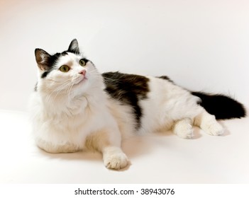 Beautiful Calico Norwegian Forest Cat On Stock Photo (Edit Now) 46952803