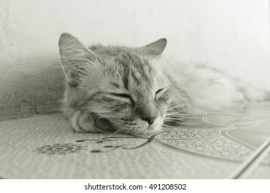 87 Siamese duck Images, Stock Photos & Vectors | Shutterstock