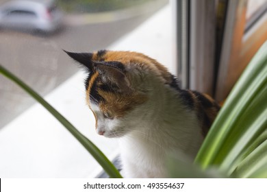 Cat Stock Photo 493554637 | Shutterstock