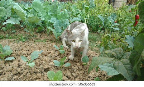 80 Kashmir cat Images, Stock Photos & Vectors | Shutterstock