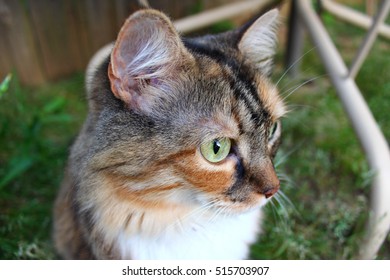 Stray Cat Facial Injury Face Lesions Stock Photo (Edit Now) 1795325095
