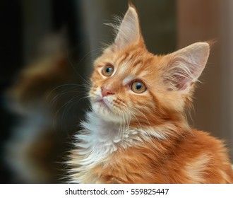 Стоковая фотография 1234491988: Red Cat On Dark Background | Shutterstock