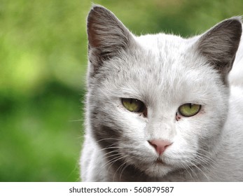 80 Kashmir cat Images, Stock Photos & Vectors | Shutterstock