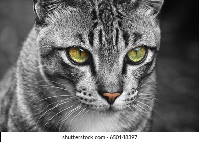 Cat Hiding Behind Table Leg Stock Photo 1781443526 | Shutterstock