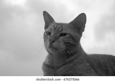 Beautiful Black Housebroken Cat Breed Don Foto de stock 377024359 ...