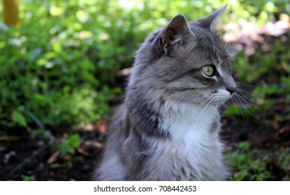 Tabby Cat State Symbol Massachusetts Rescue Stock Photo 1466062748 ...
