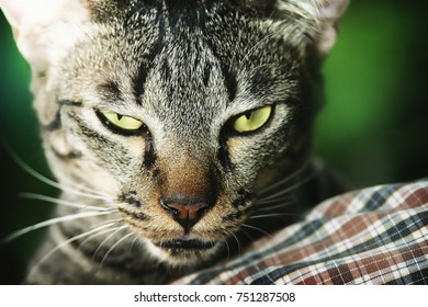 Cute Serious Cat Sitting Home Stock Photo 570799072 | Shutterstock