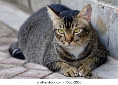 Big Brown Tabby Cat Stock Photo 1017937366 | Shutterstock