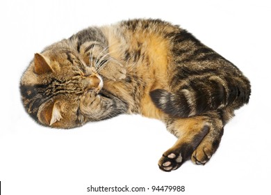 Cat Stock Photo 94479988 | Shutterstock