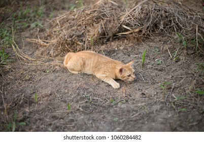 Cat Attacking Prey Stock Photo 1060284482 | Shutterstock