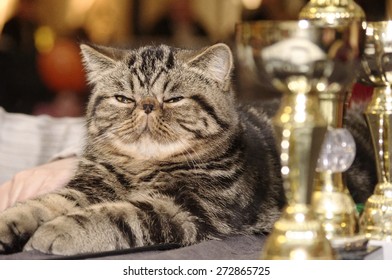 5,471 Cat award 이미지, 스톡 사진 및 벡터 | Shutterstock