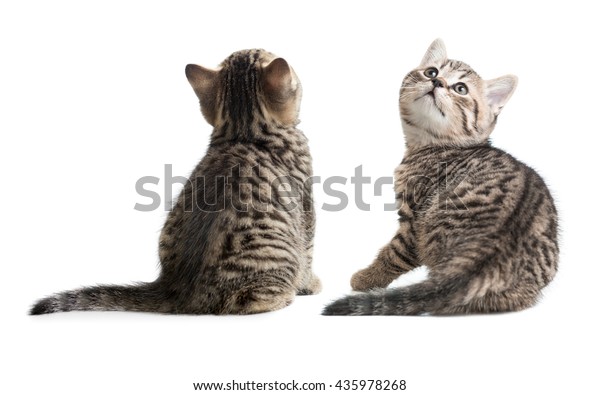 3,910 Cat Front Back Stock Photos, Images & Photography | Shutterstock