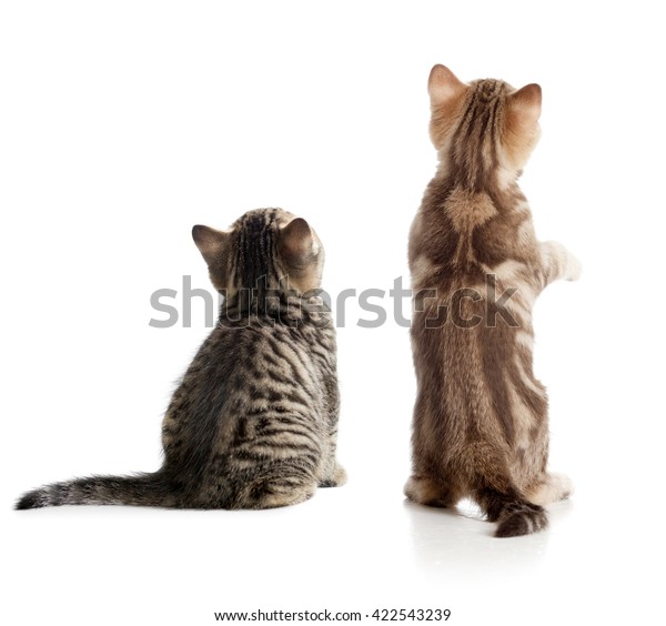 Cat Back View Two Kittens Sitting Stock Photo (Edit Now) 422543239