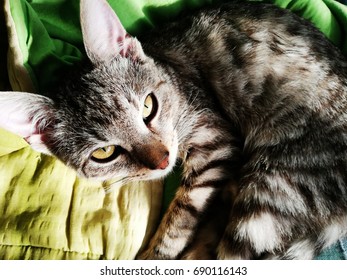 14 Munja Images, Stock Photos & Vectors | Shutterstock